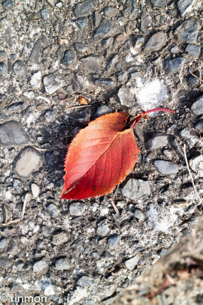 小さい秋見つけた | CHOTTO NEWS