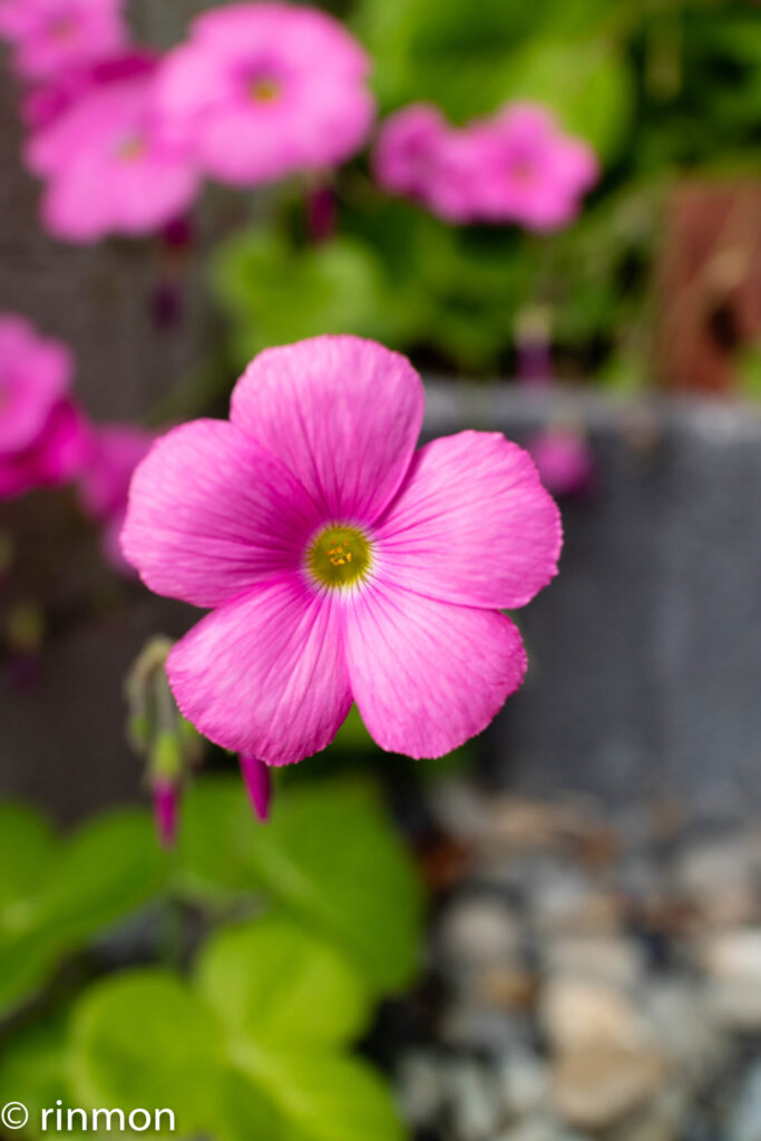 庭の小さな花 - CHOTTO NEWS